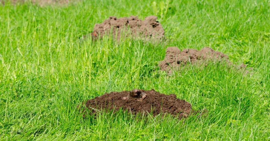 3 Signs of Mole Invasion | Twin Forks Pest Control®