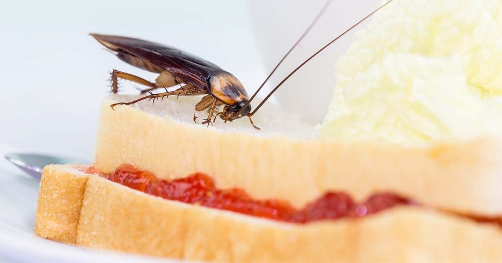 Are Roaches Worse In Winter? in Southold and Southampton | Twin Forks ...