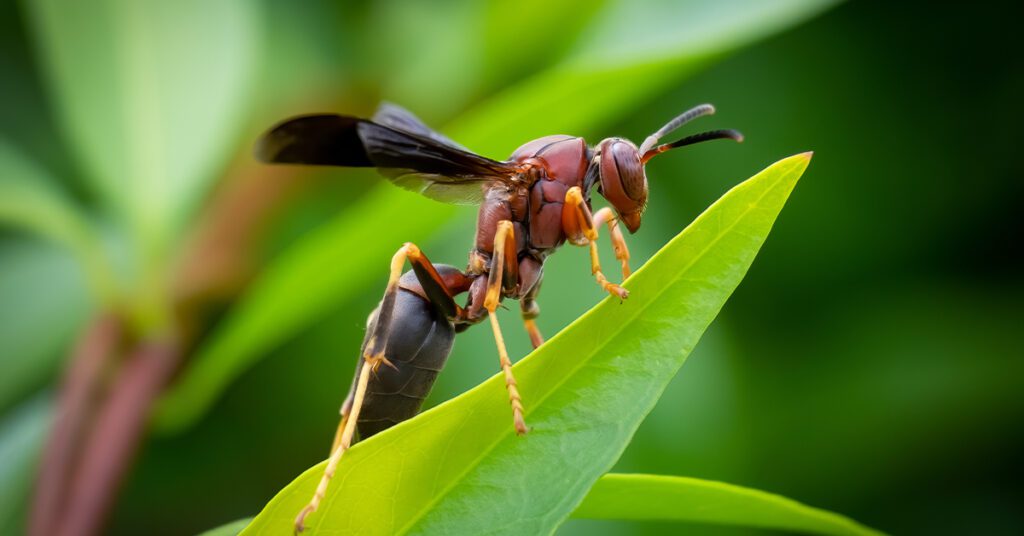 Interesting Facts About Paper Wasps in Southold and Southampton | Twin ...