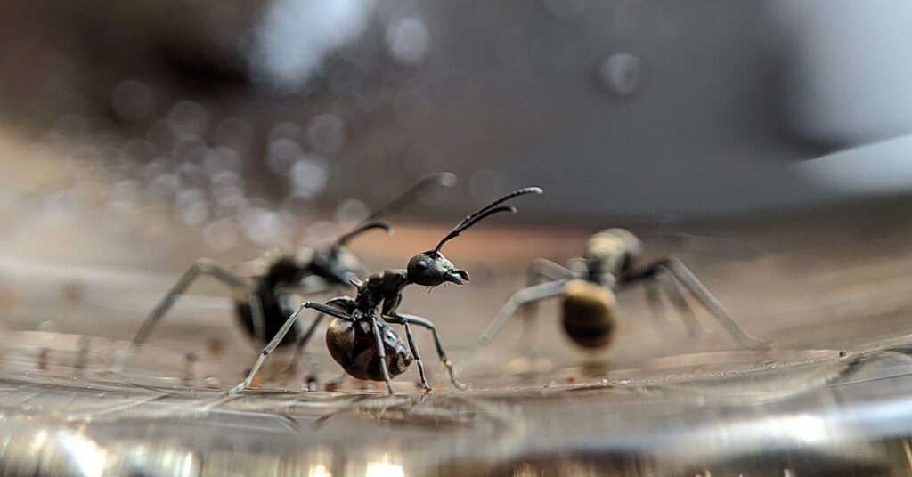 What Are Odorous House Ants? in Southold and Southampton | Twin Forks ...