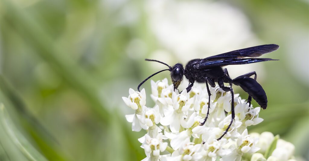 Great Black Wasps on Long Island in Southold and Southampton | Twin ...