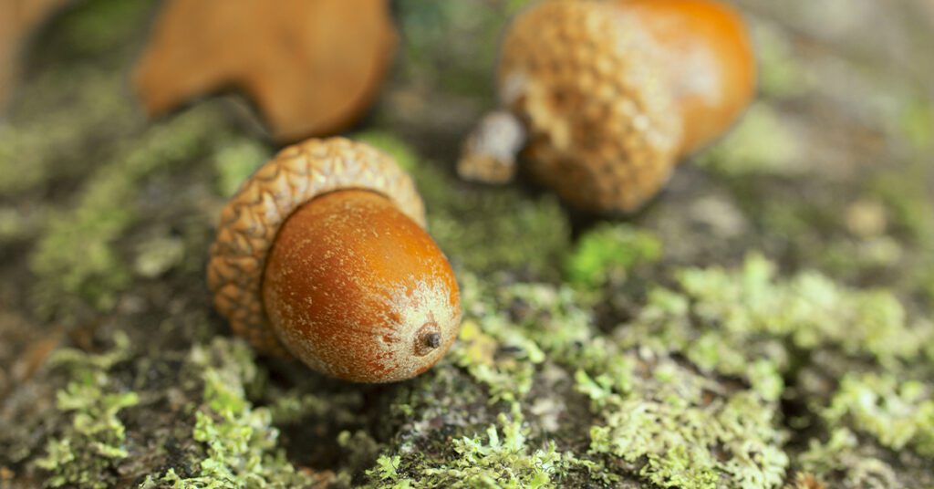 Can Acorns be Blamed for Mice Entering Your Home This Fall? in Southold ...