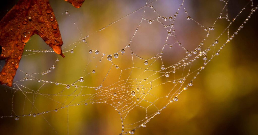 Why Do We See More Spiders in the Fall? in Southold and Southampton ...