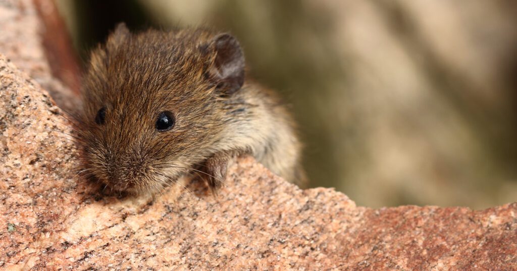 Rodent Control Throughout The Ages | Twin Forks Pest Control